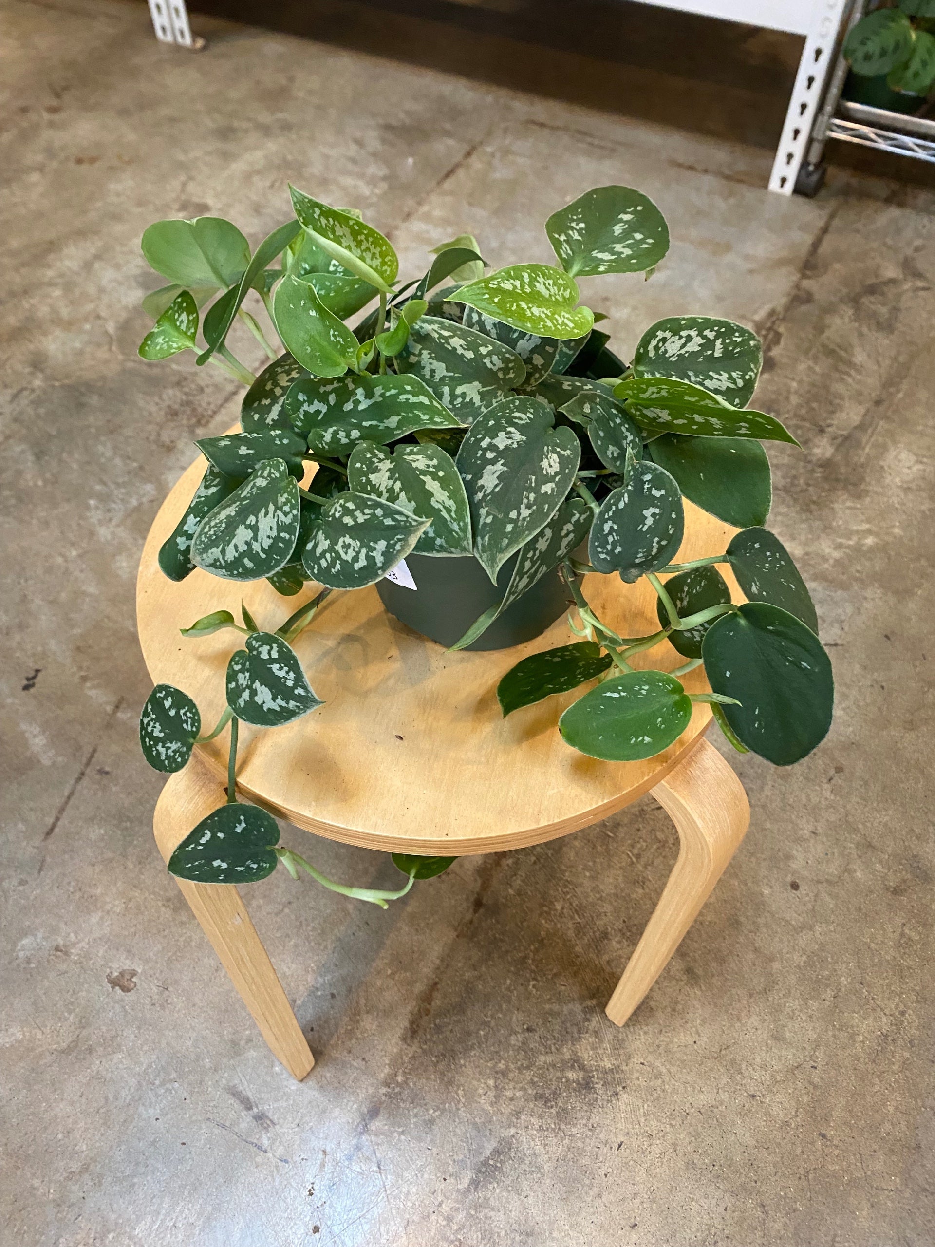 Scindapsus Silvery Ann | Flora