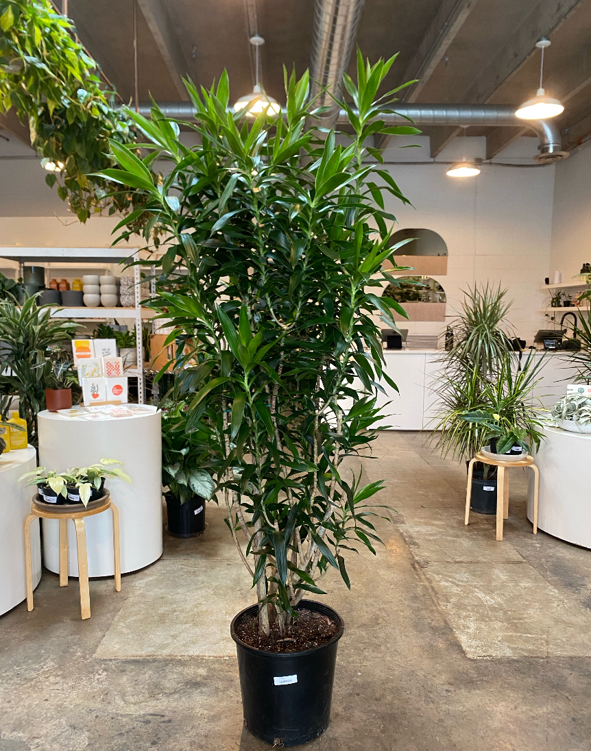 Dracaena Reflexa | Flora
