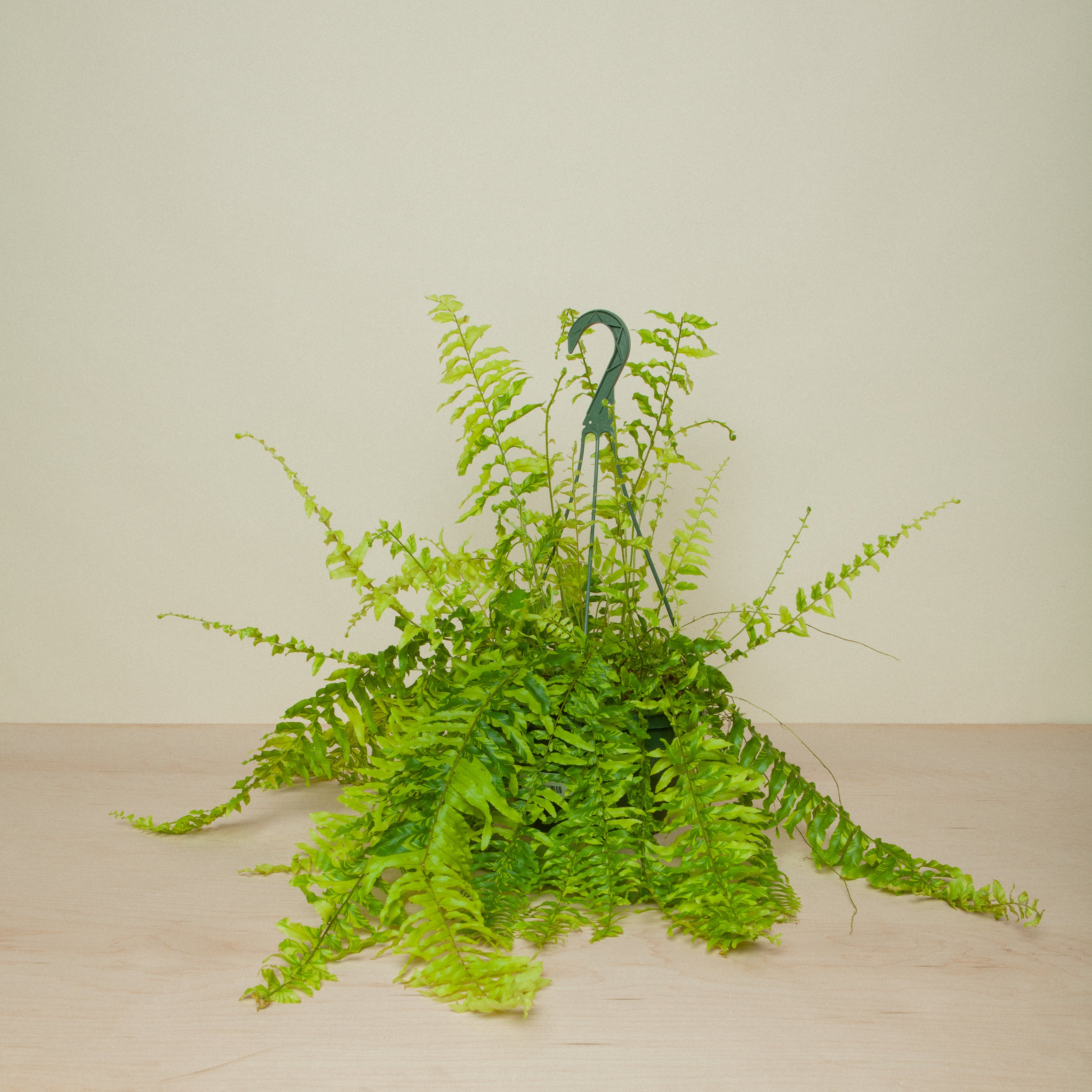 Tiger Fern | Flora