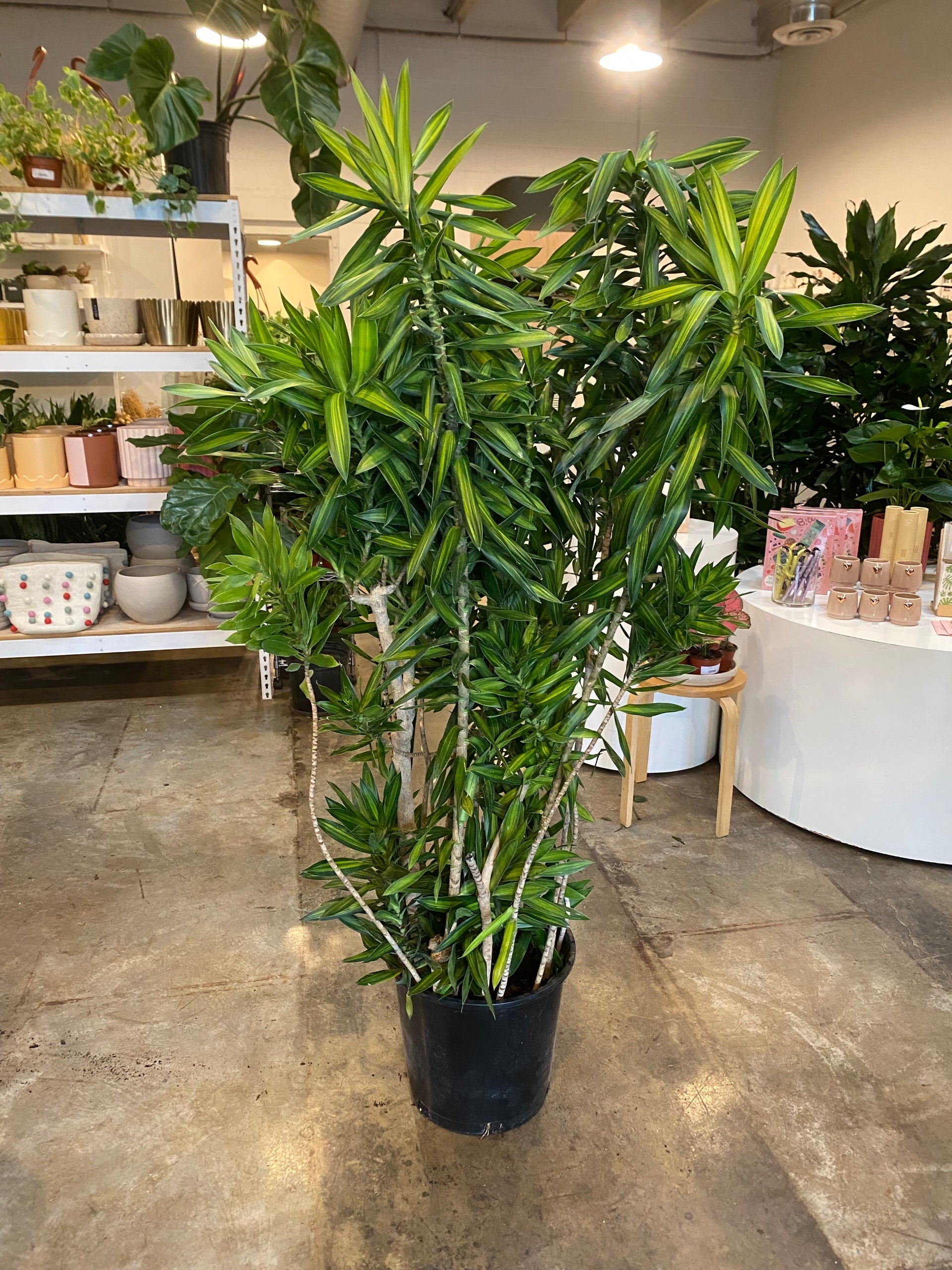 Dracaena Song of Jamaica | Flora