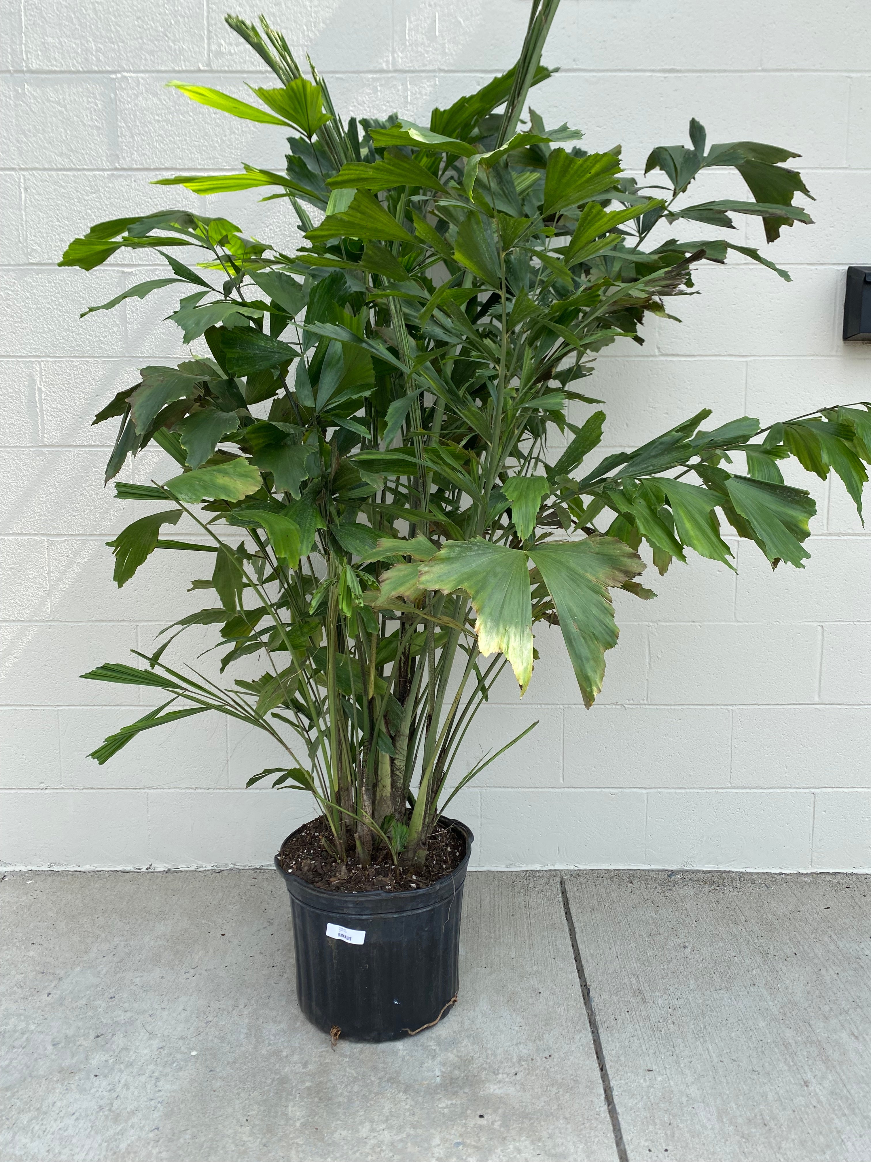 Fishtail Palm | Flora