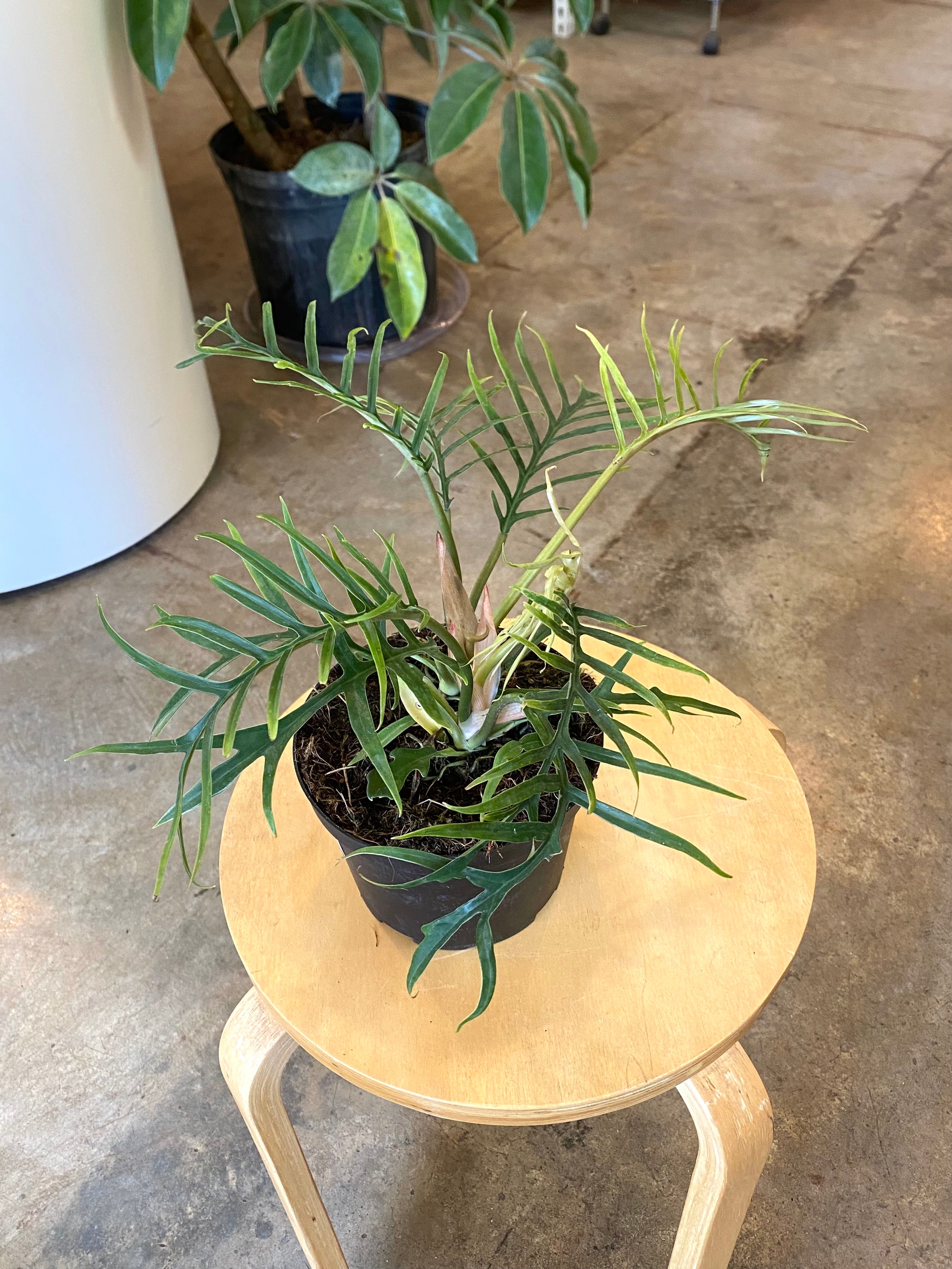 Philodendron Tortum | Flora