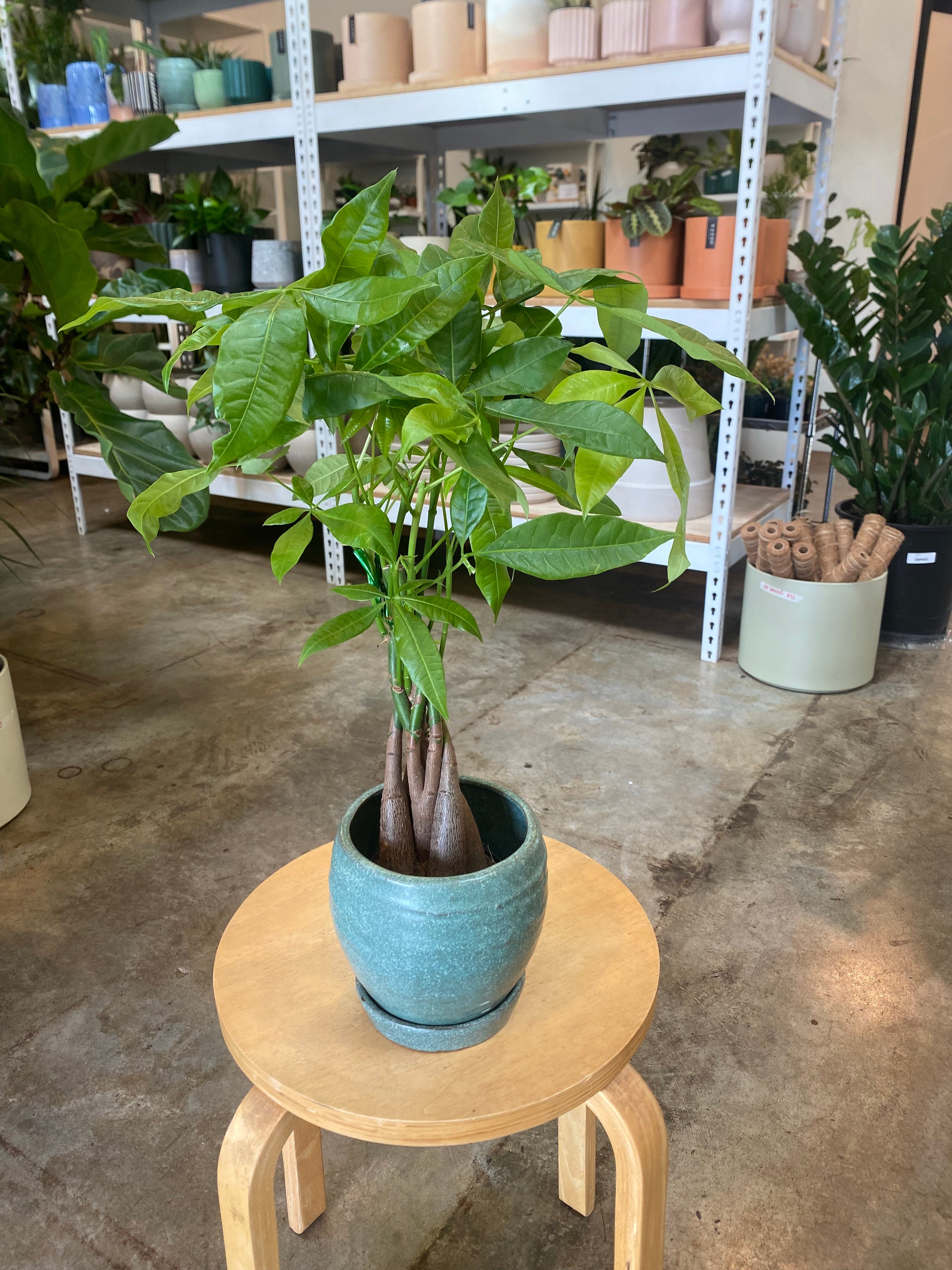 Pachira Aquatica in Bradford Planter | Flora