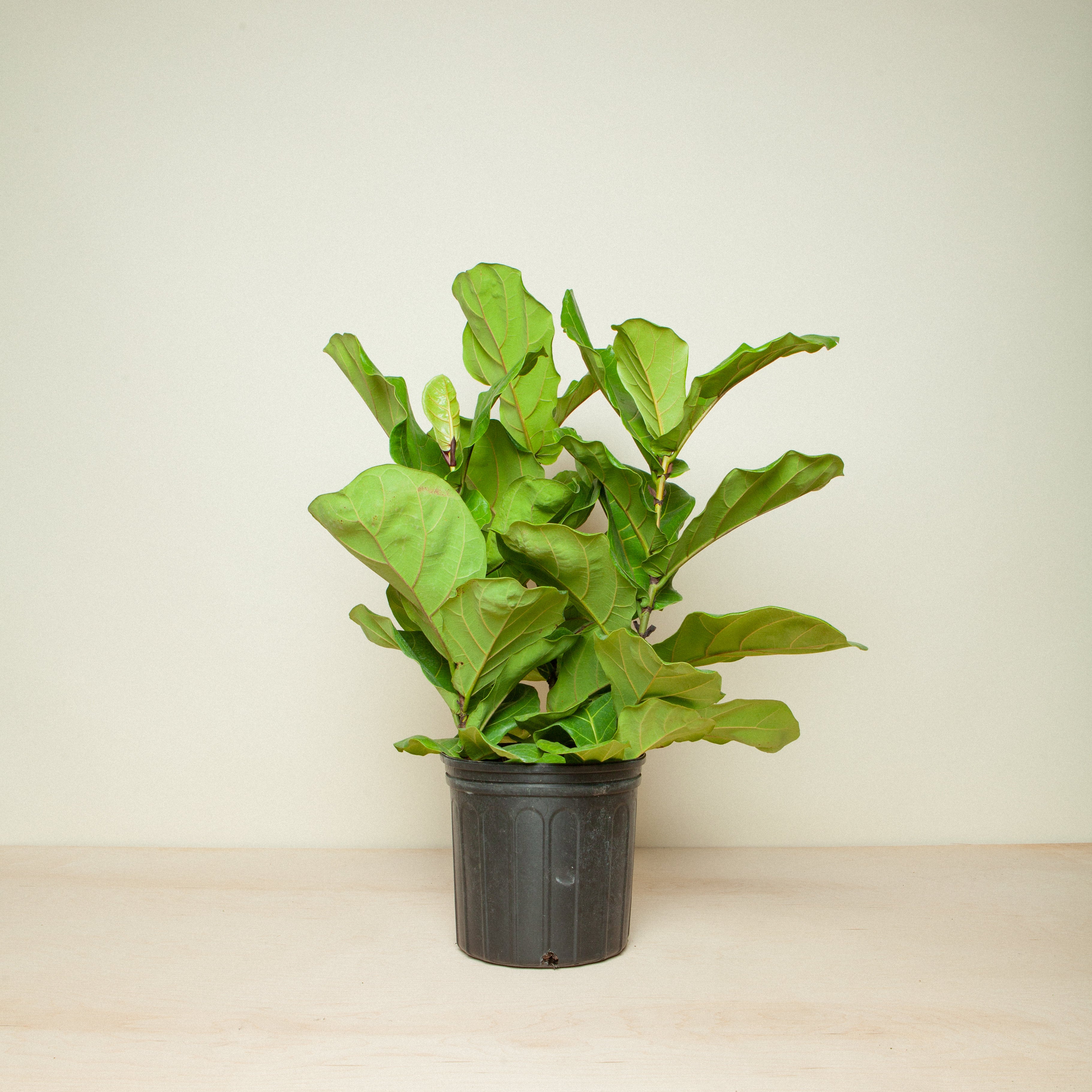 Ficus Lyrata Bush | Flora