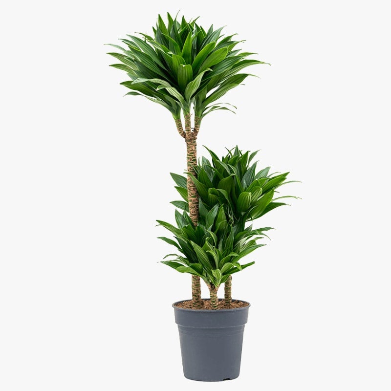 Dracaena JC Compacta Cane | Flora