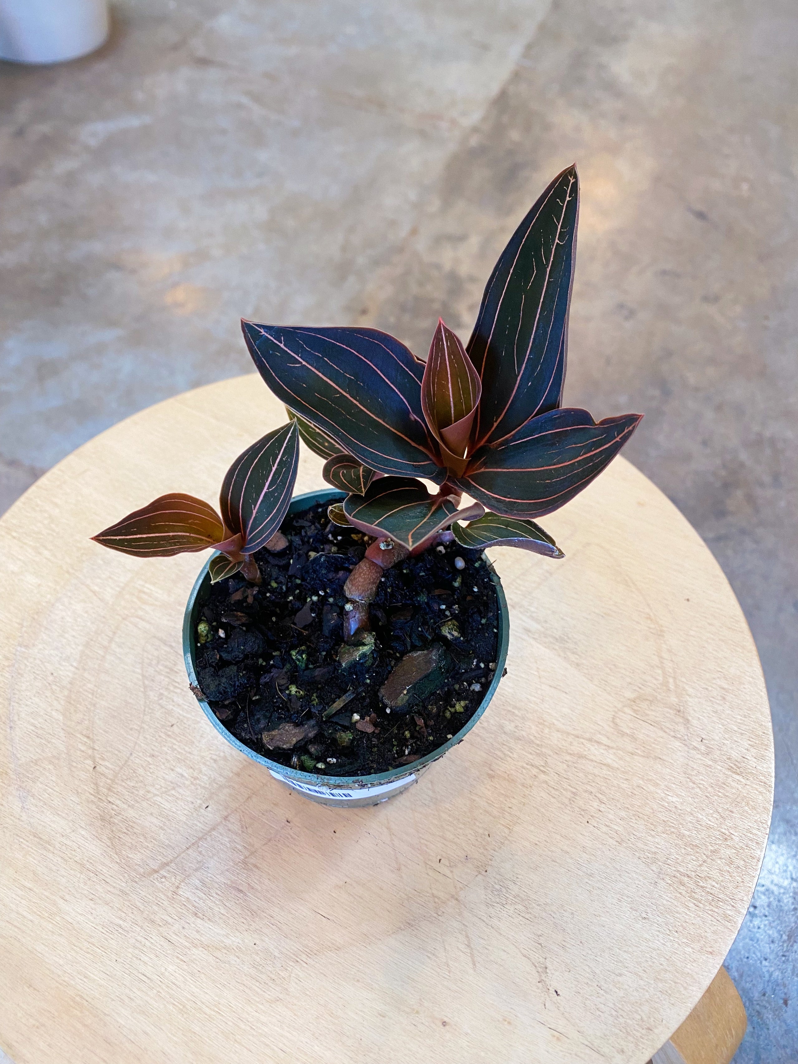 Jewel Orchid | Flora