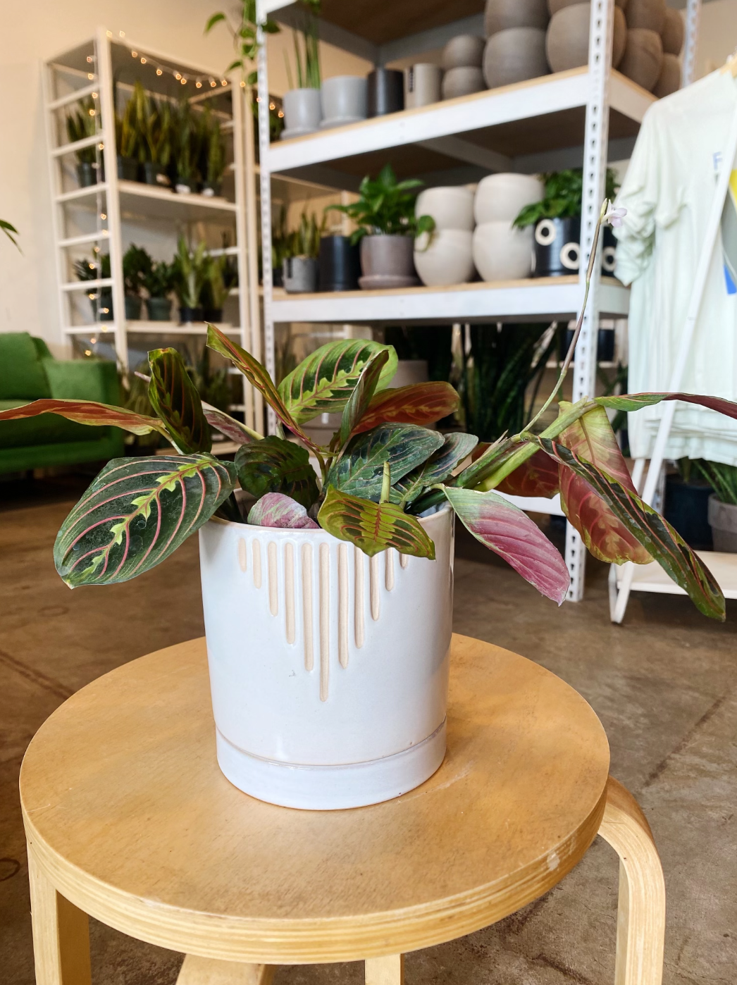 Prayer Plant in Amos Planter | Flora