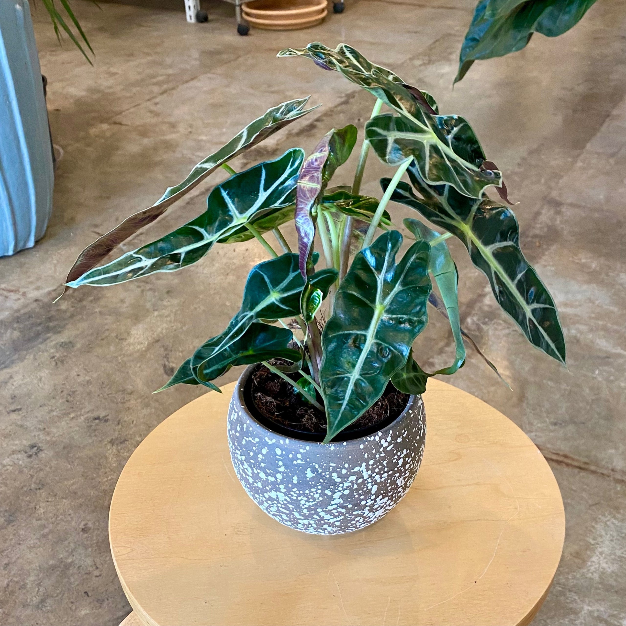 Alocasia Polly In Speckled Sphere | Flora