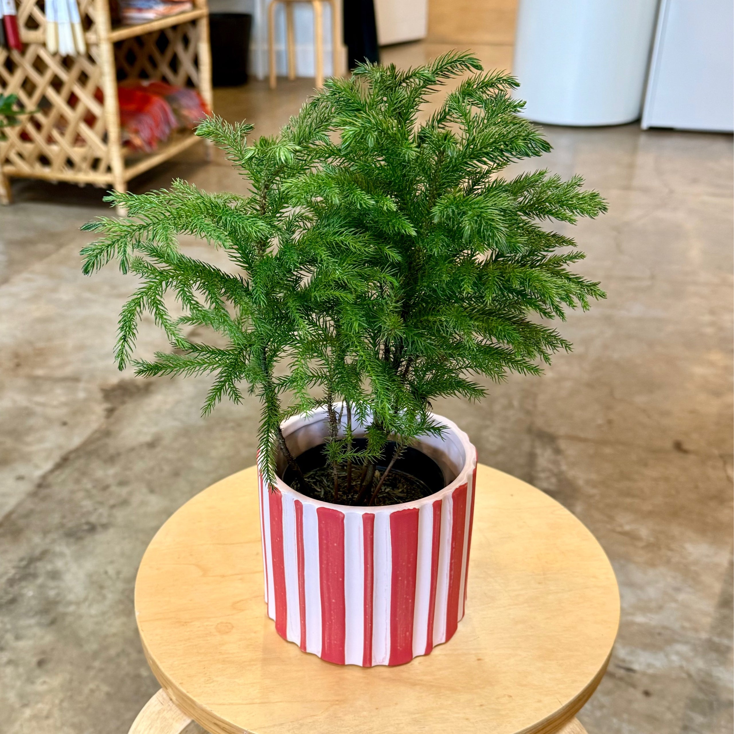 Norfolk Pine in Peppermint Planter | Flora