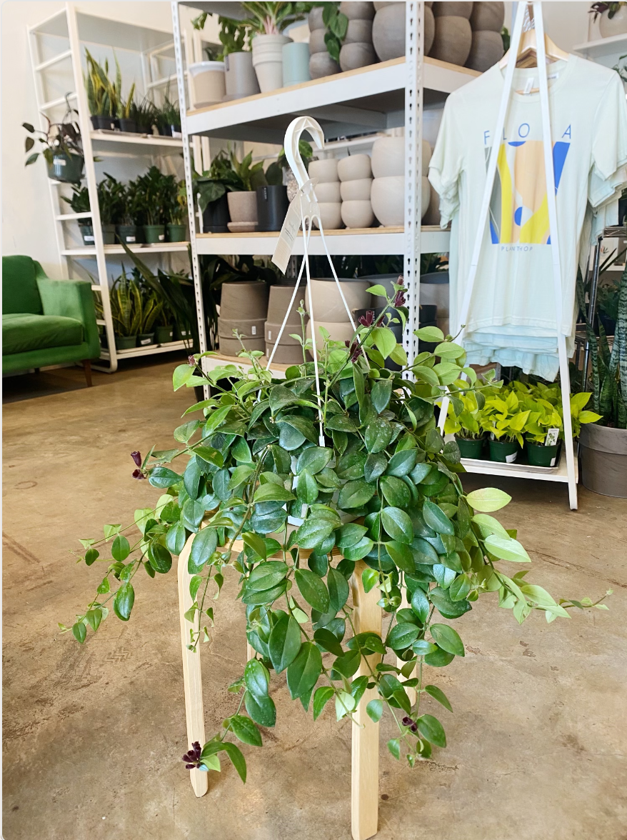 Lipstick Plant 'Mona Lisa' | Flora