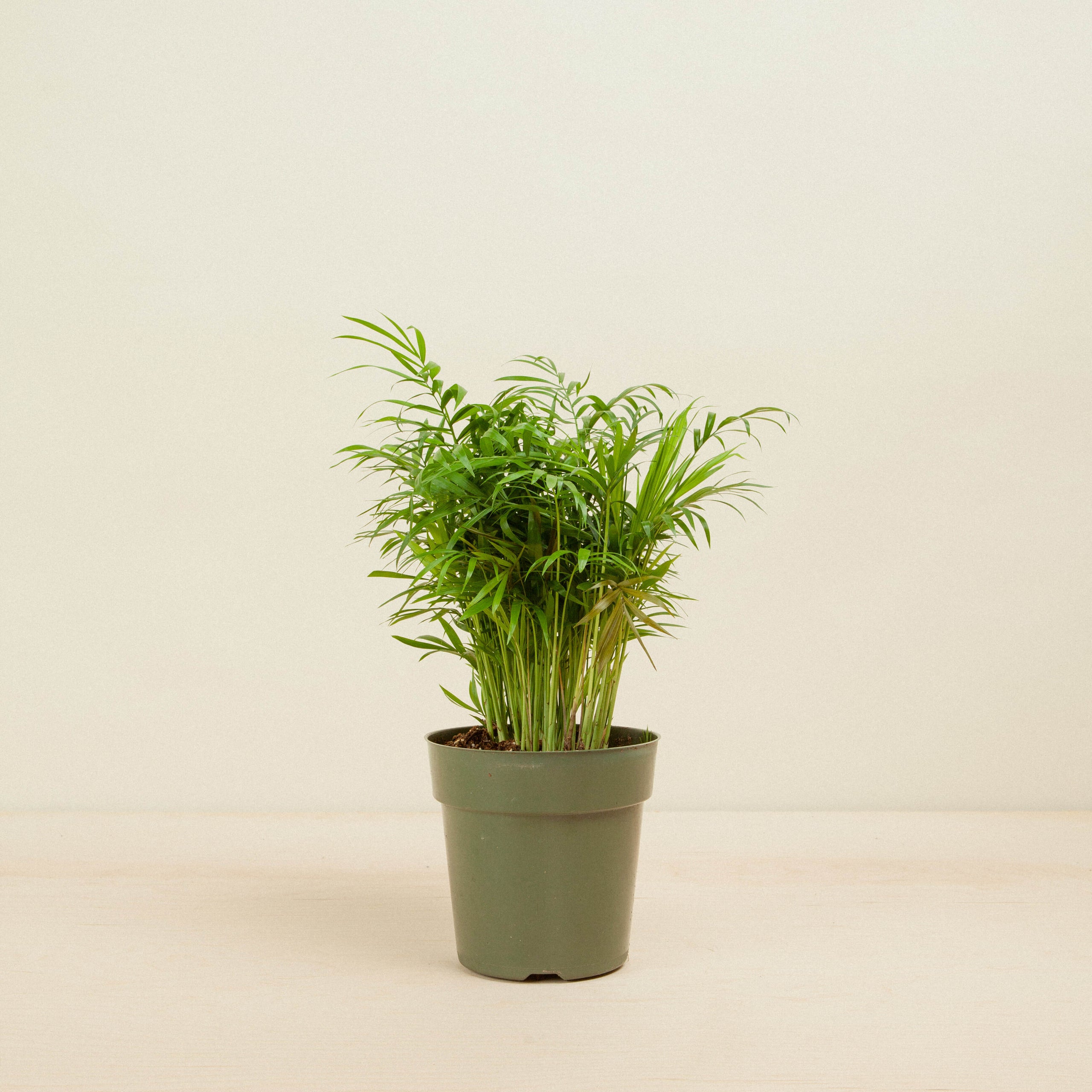 Neanthe Bella Parlor Palm | Flora