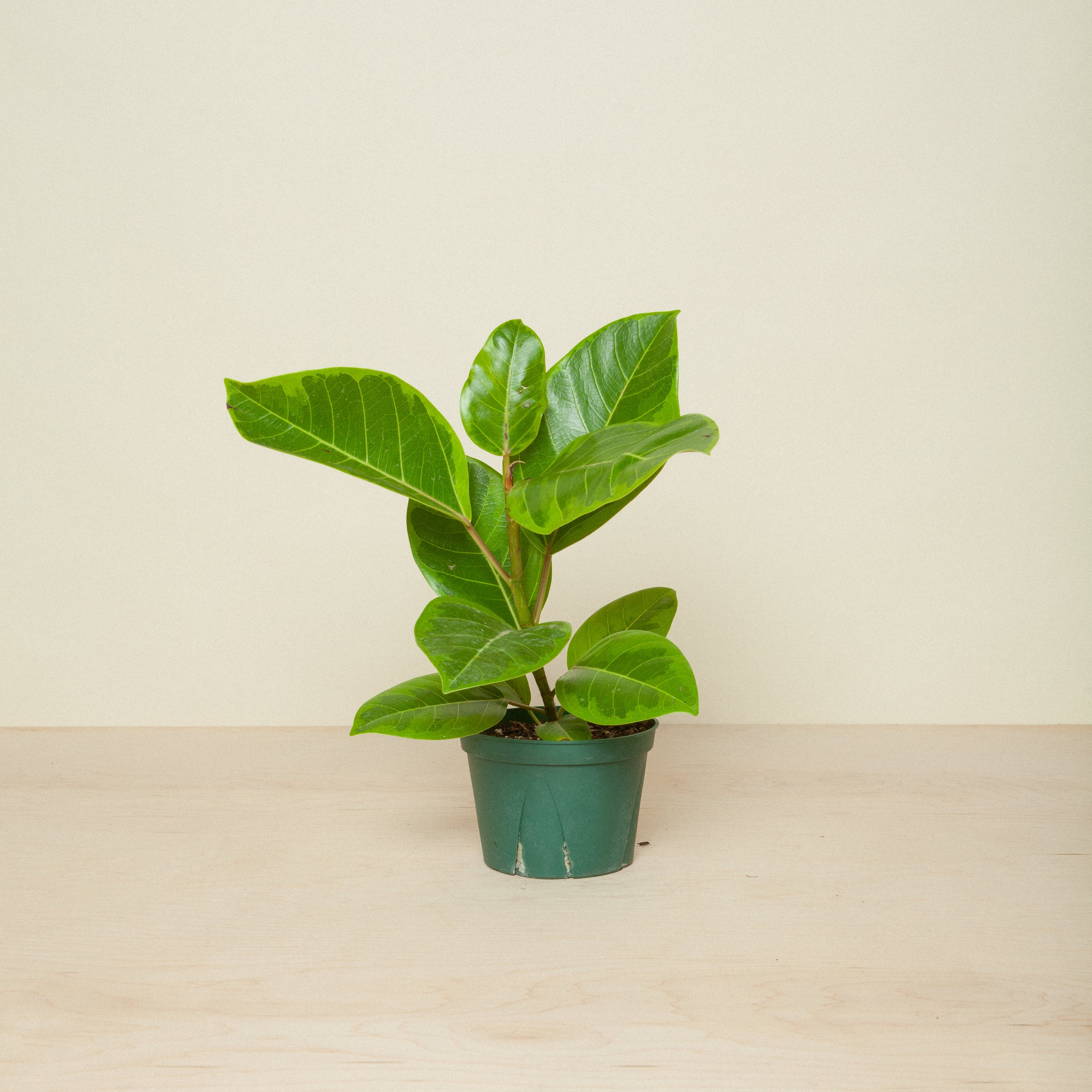 Ficus Altissima 'Golden Gem' | Flora
