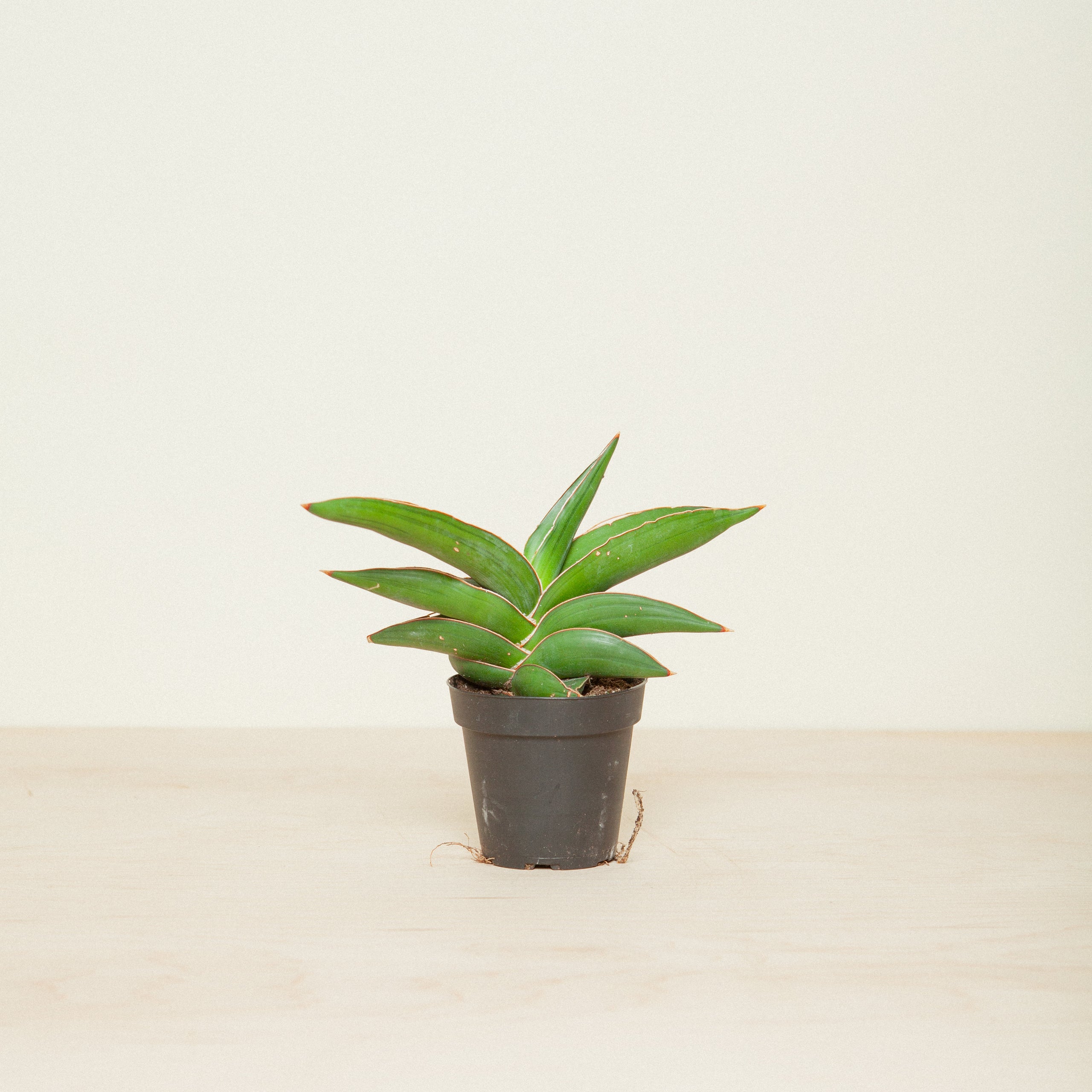 Sansevieria Samurai | Flora