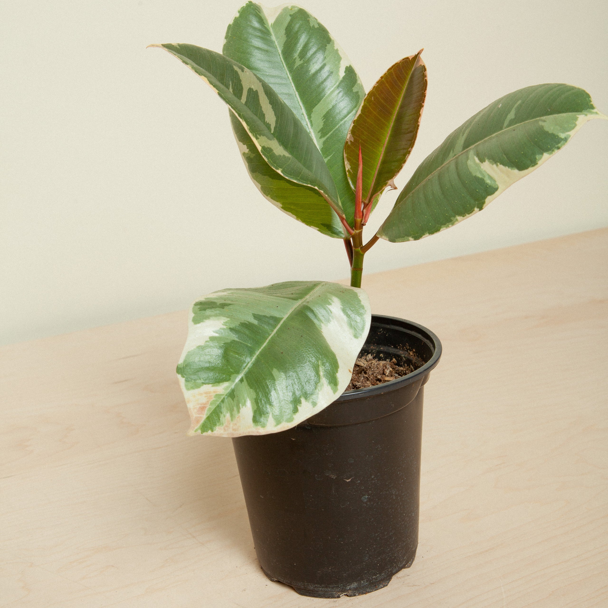 Ficus Elastica Tineke Variegated Rubber Tree | Flora