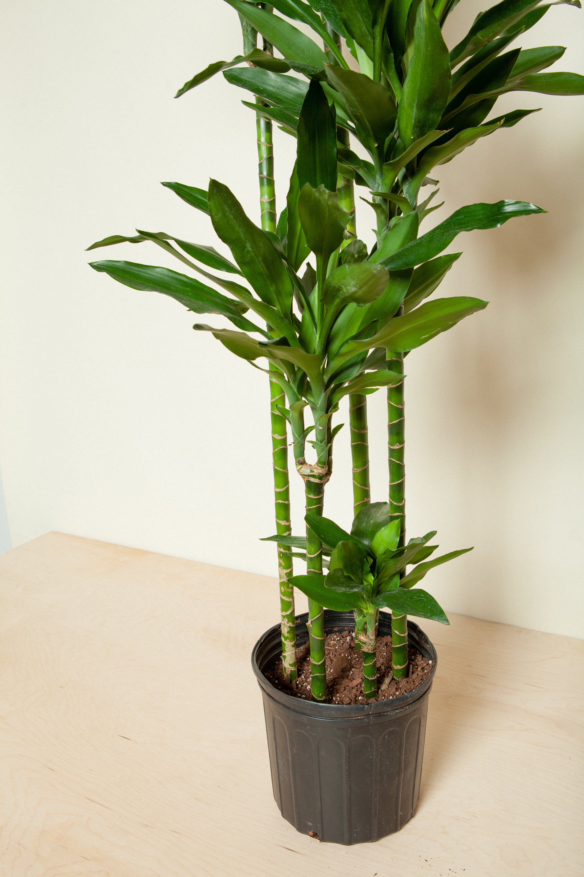 Tall Indoor Bamboo Plants