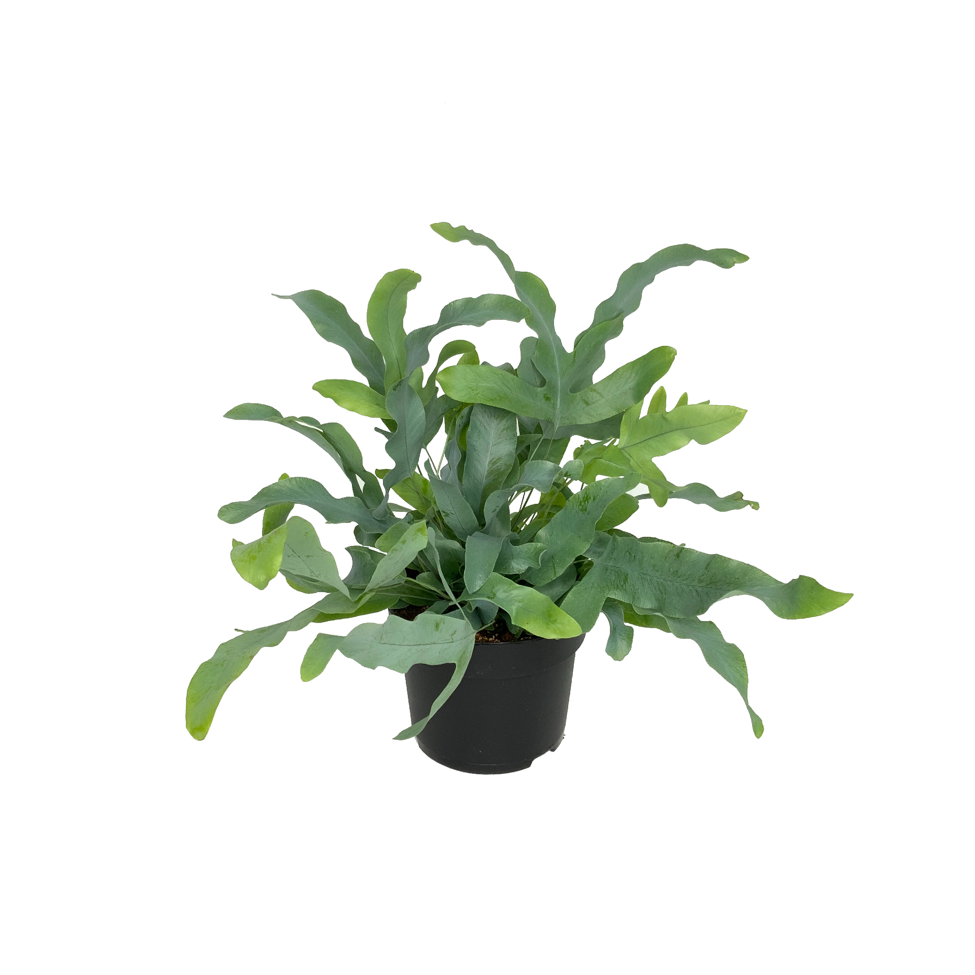 Blue Star Fern | Flora