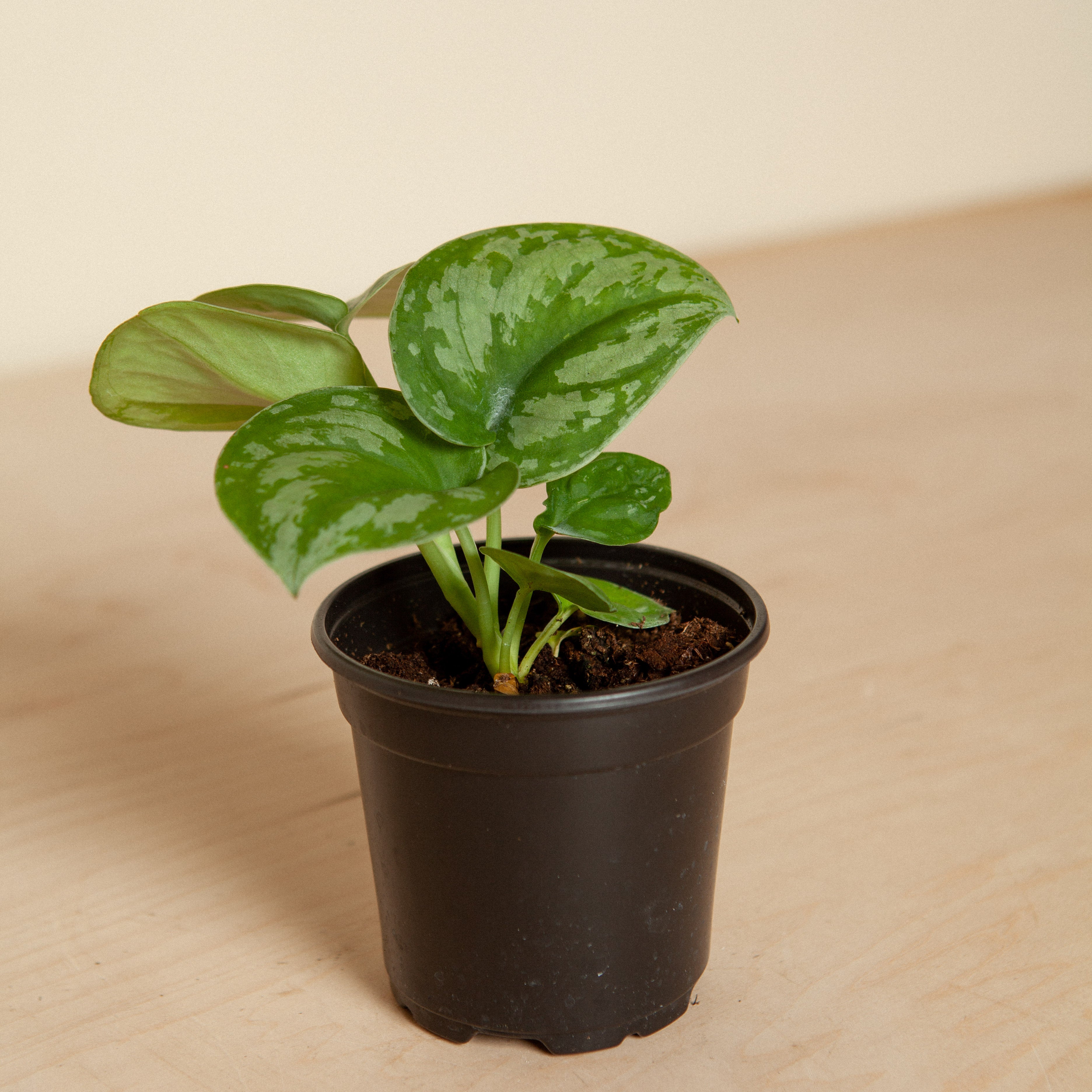 Silver Satin Pothos Scindapsus Pictus Exotica Flora Silver Satin Pothos Scindapsus Pictus Exotica Flora