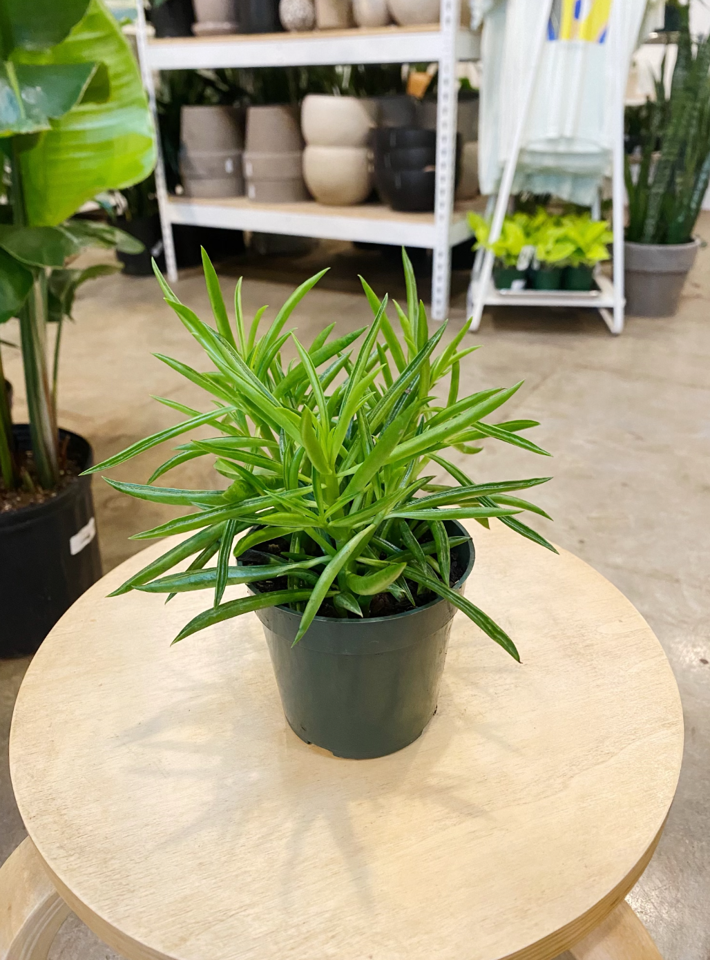 Peperomia ferreyrae ‘Nevada’ | Flora