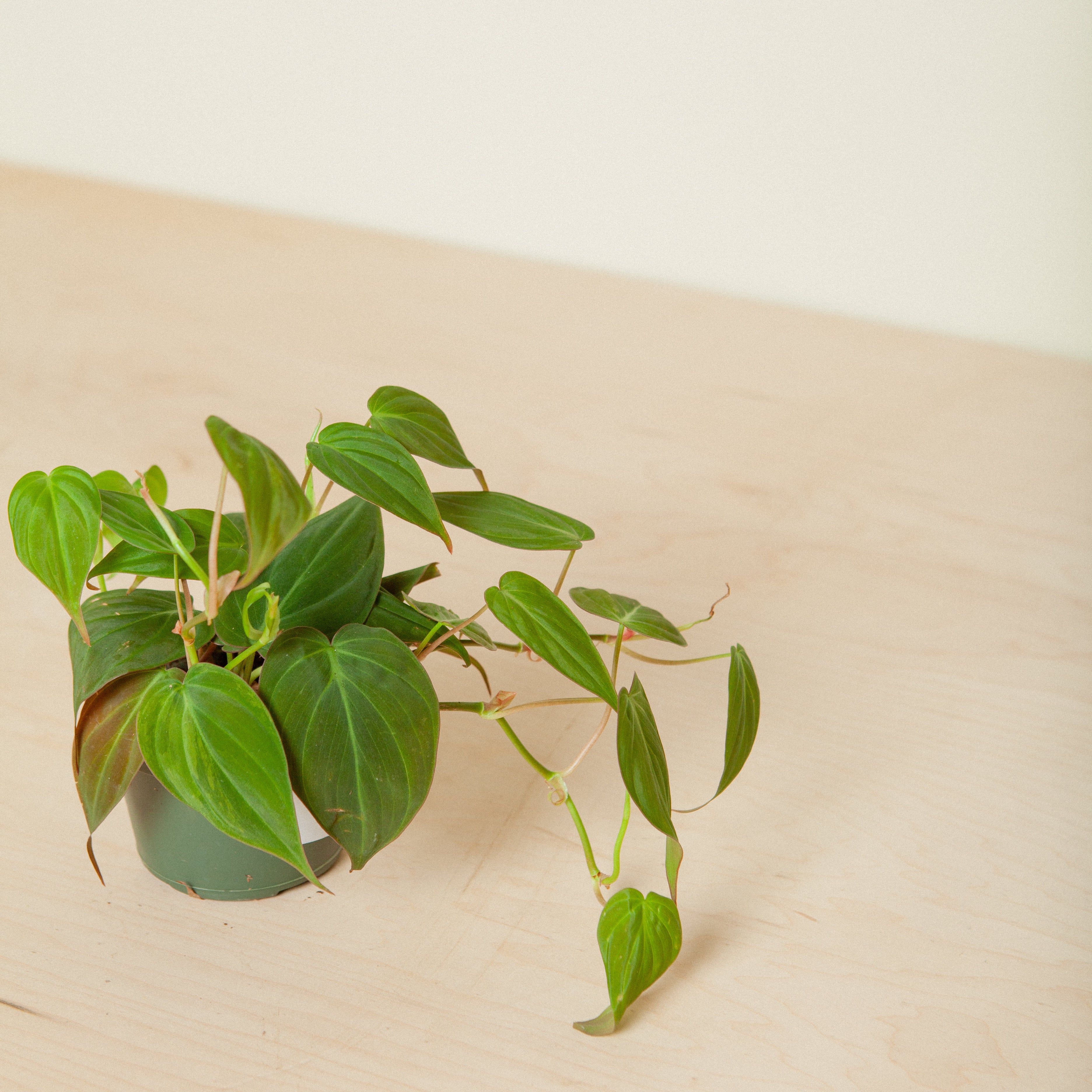 Philodendron Micans Flora Philodendron Micans Flora