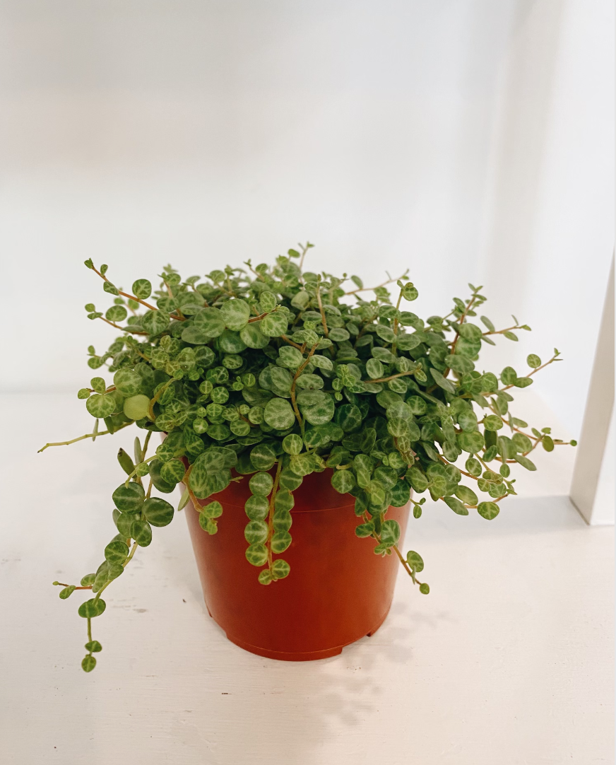 Peperomia Prostrata | Flora